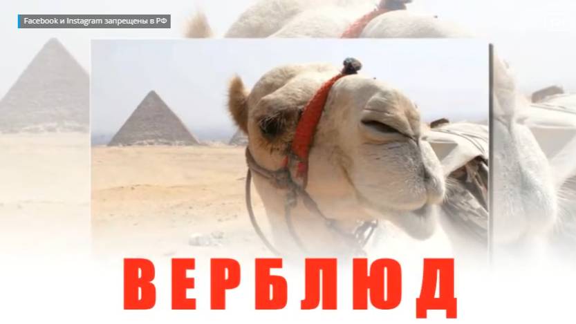 ВЕРБЛЮД - занятие по развитию вербального интеллекта.