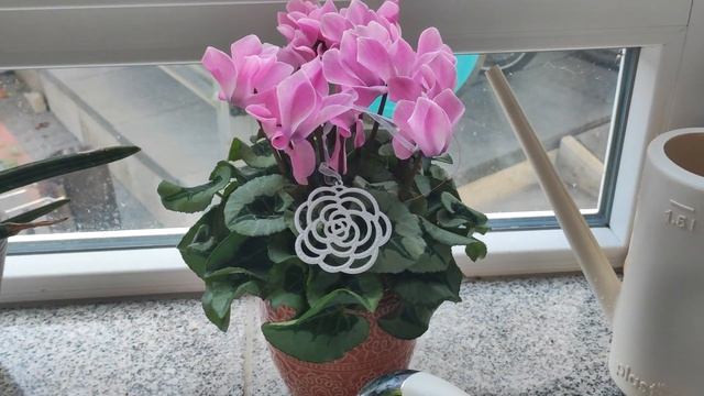 Цикламен персидский, как с ним подружиться?