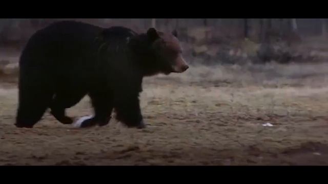 'Volkslied' 'Угрюм-река'.'Угрюм-река'