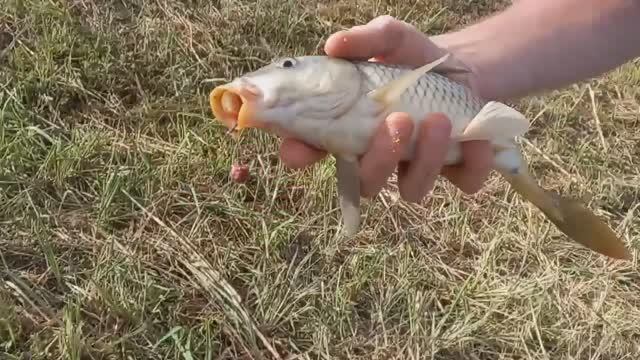 Карп и карась отличная рыбалка на базе Хутор