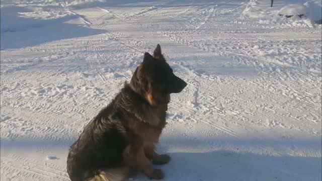 Немецкая овчарка - для семьи.