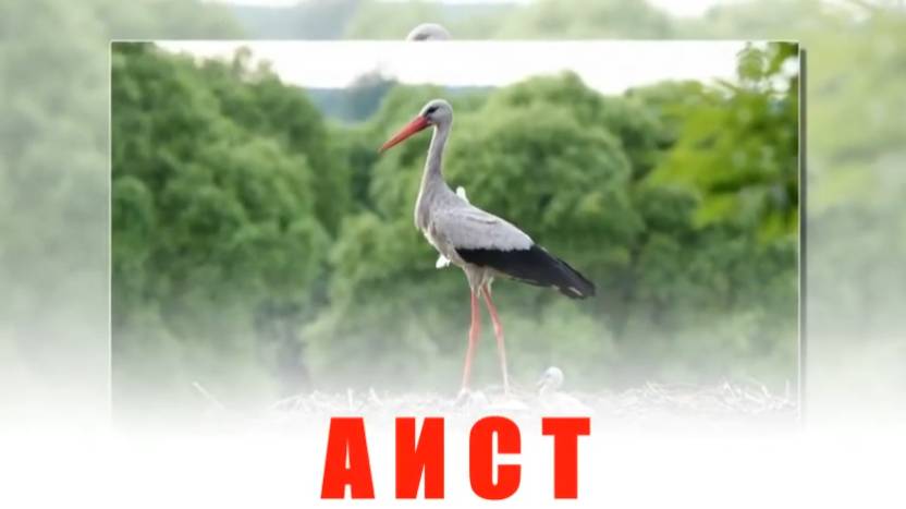 АИСТ  -  занятие по развитию вербального интеллекта.