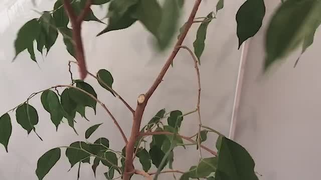 Реанимация фикуса Бенджамина Моник (весна 2024)