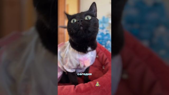 А ваши котики роняют елку?🎄😸 #котики #юмор #кошки