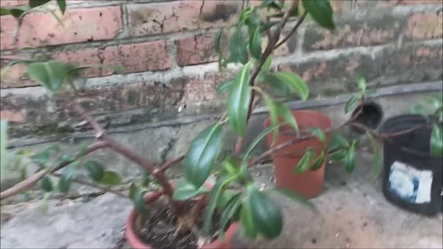 Институтский заморыш. Реснимация фикуса Эластика Мелони. Часть 1