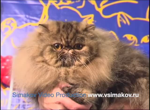 Специальный Репортаж О Выставке Кошек "Кубок Хиллс 2003" - Русская Версия