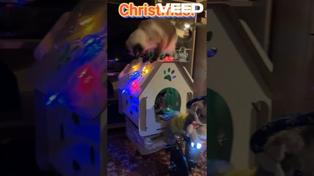 Счастливого Рождества 2024-2025!