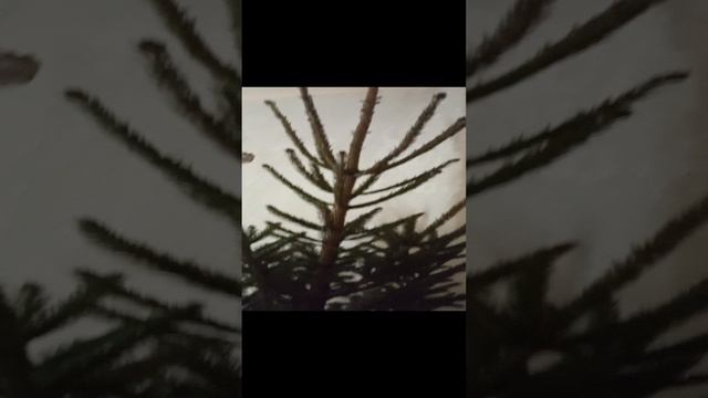 ёлочка 🎄 сгори😂🤣😂🤣