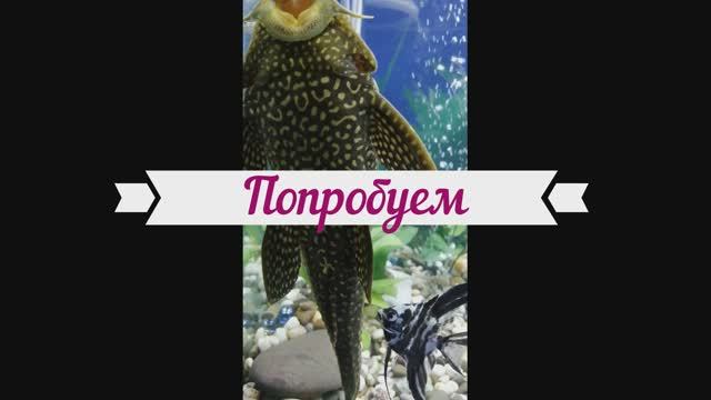 Попробуем