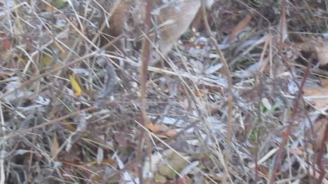 как кушает коза