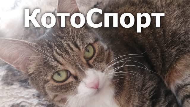 КотоСпорт