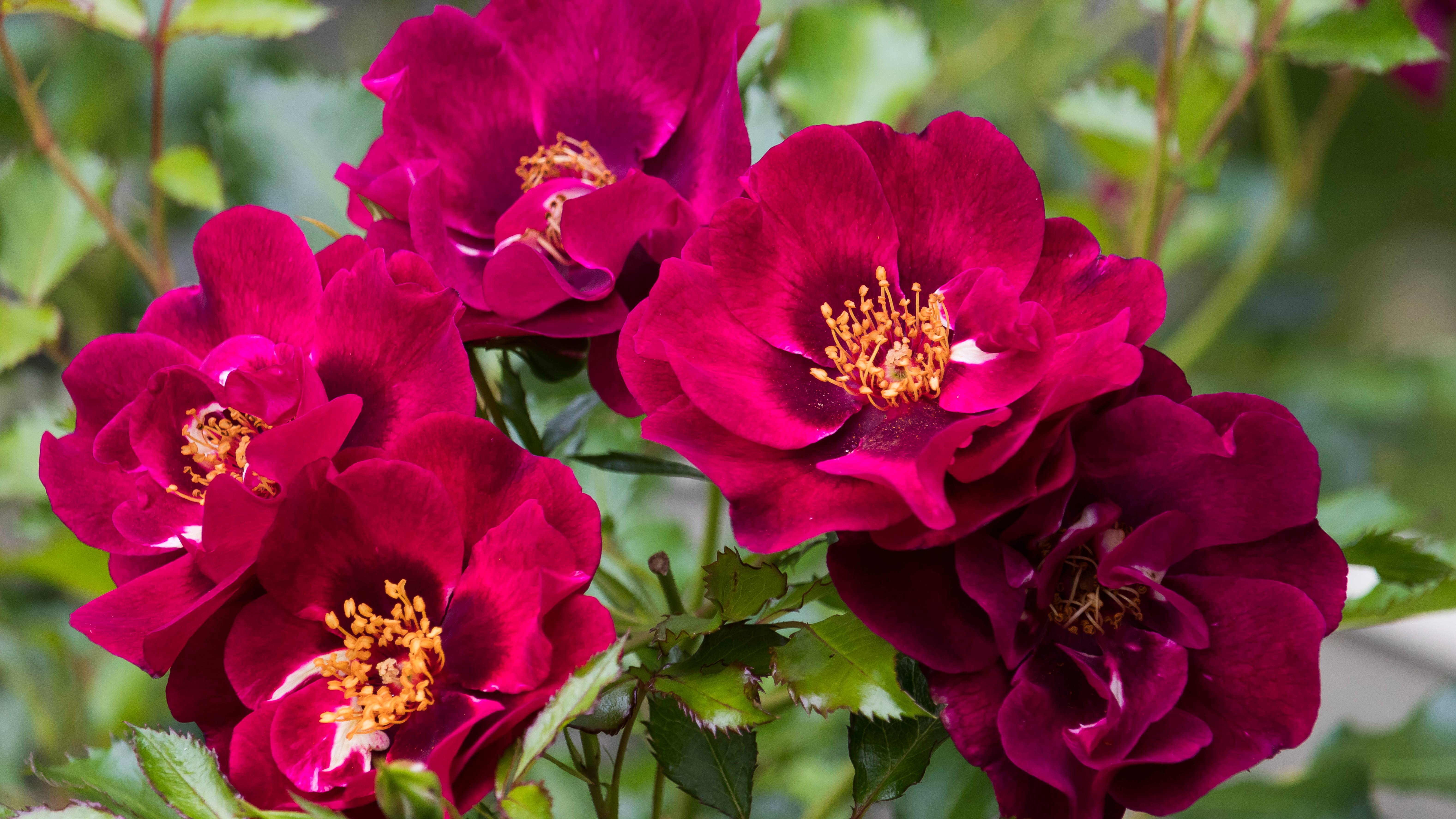 Роза Девил Бэбилон Айз Цветение