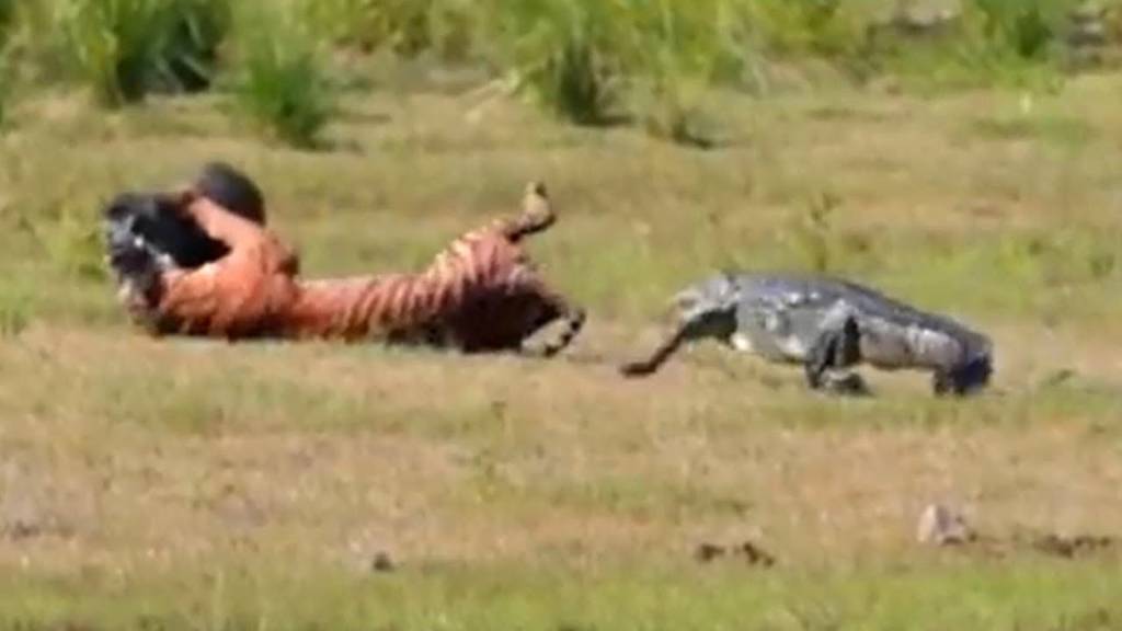 Когда Охотник Становится Добычей - Бешеные Битвы Животных