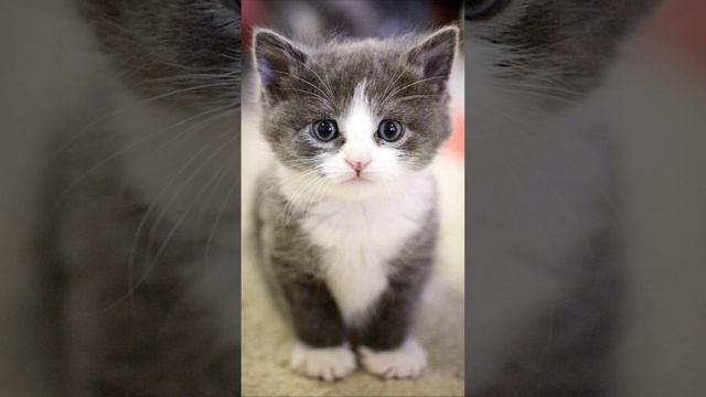 Маленький Котенок Громко Мяукает