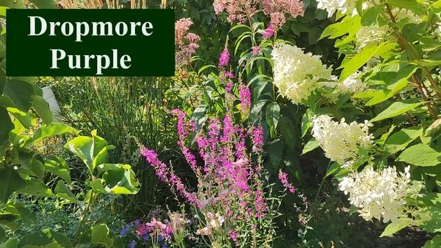 Интересные сорта дербенника в нашем саду.