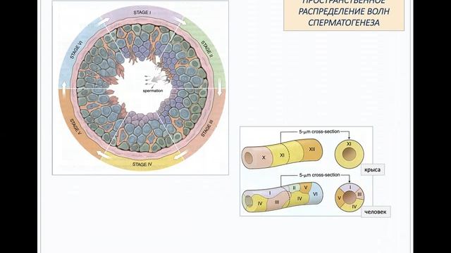 Лекция 9. Мужская половая система | Глинкина В.В.