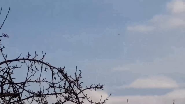 Сапсан птица охотник. Peregrine Falcon Bird Hunter