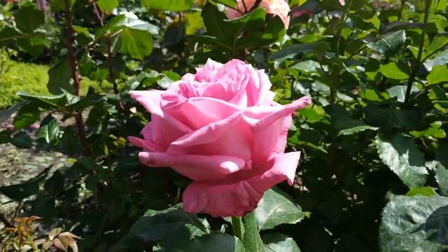 Роза Claude Brasseur. Самая ароматная.