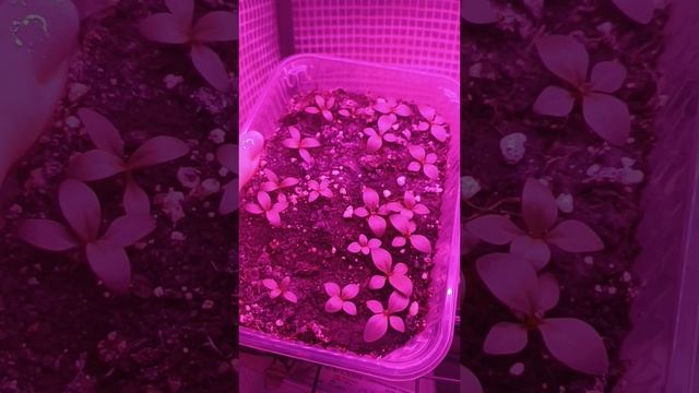 Эустома 50 дней после посева #эустома