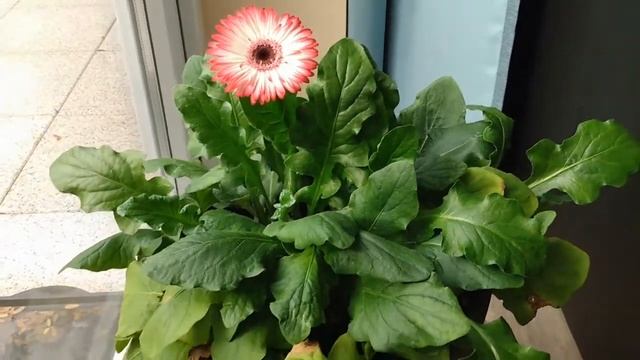 Гербера снова зацвела в домашних условиях