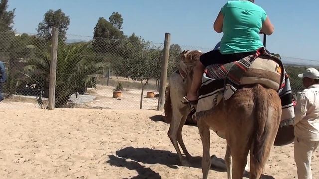 Слезаем с верблюда! Тунис