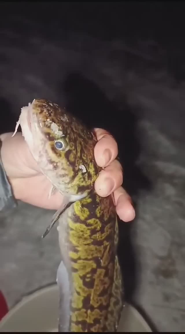 Поймали налима #рыбалка #fishing