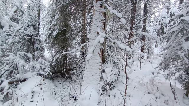 проверка капканов,лоси у избы,протоптал буксом дорогу по путику