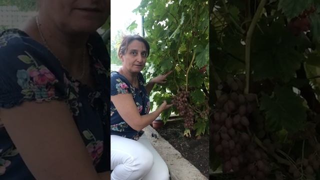 Это виноград.