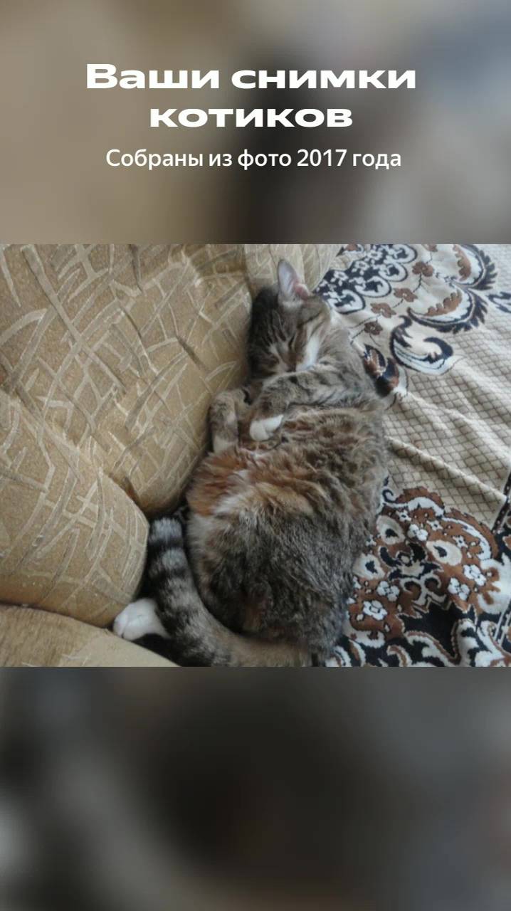 Видео_ Ваши снимки котиков. 2017г.