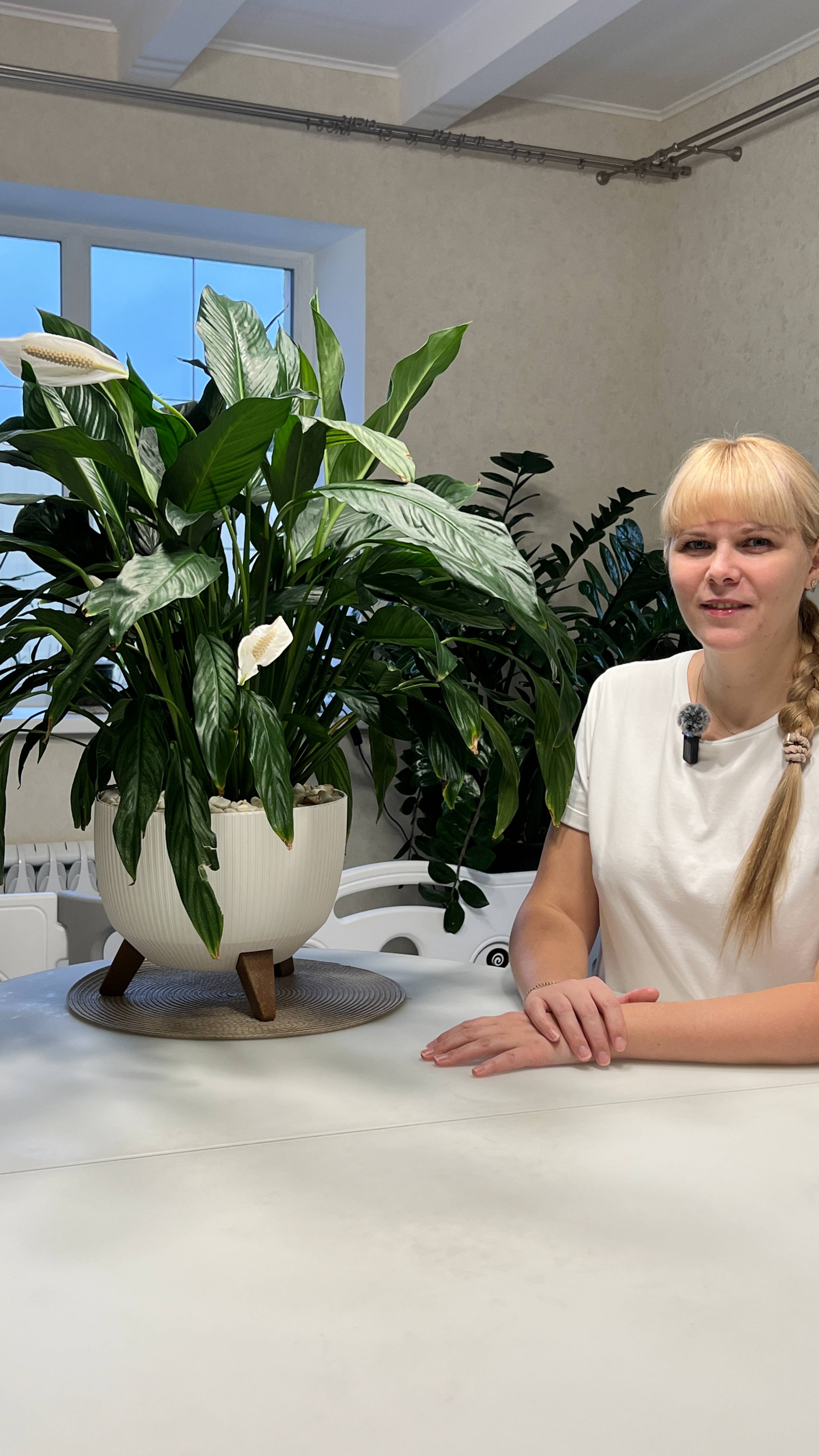 Спатифиллум. Основные правила успешного ухода.