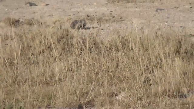 Амбосели. Кения .