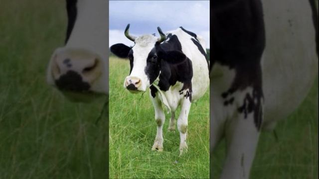 КАК ГОВОРИТ КОРОВА. Мычание Коровы. Звуки Коровы