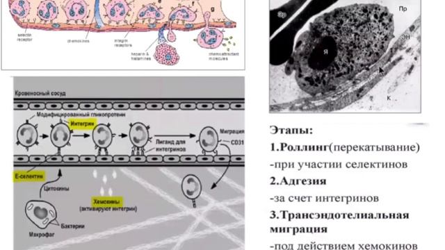 Лекция 5. Ткани внутренней среды. Кровь. 1 версия| Князева Л.А.