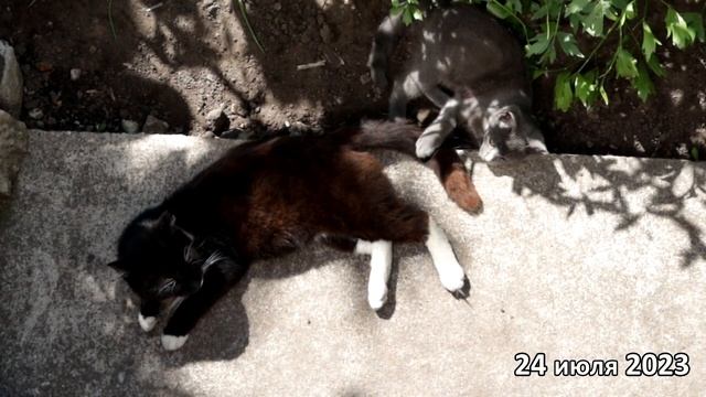 Лучшая игрушка - это хвост !!!