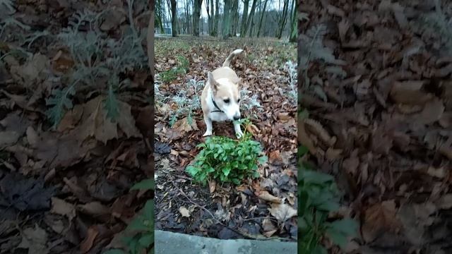 #польский_язык 📚✍️❤️ #легко_и_с_удовольствием🐕_#шорт