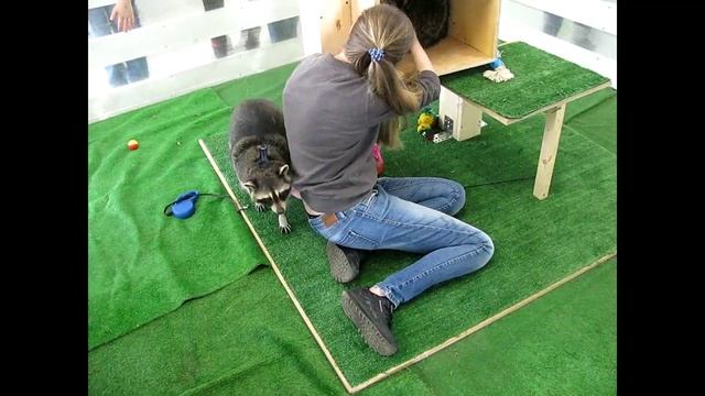 Домашние еноты