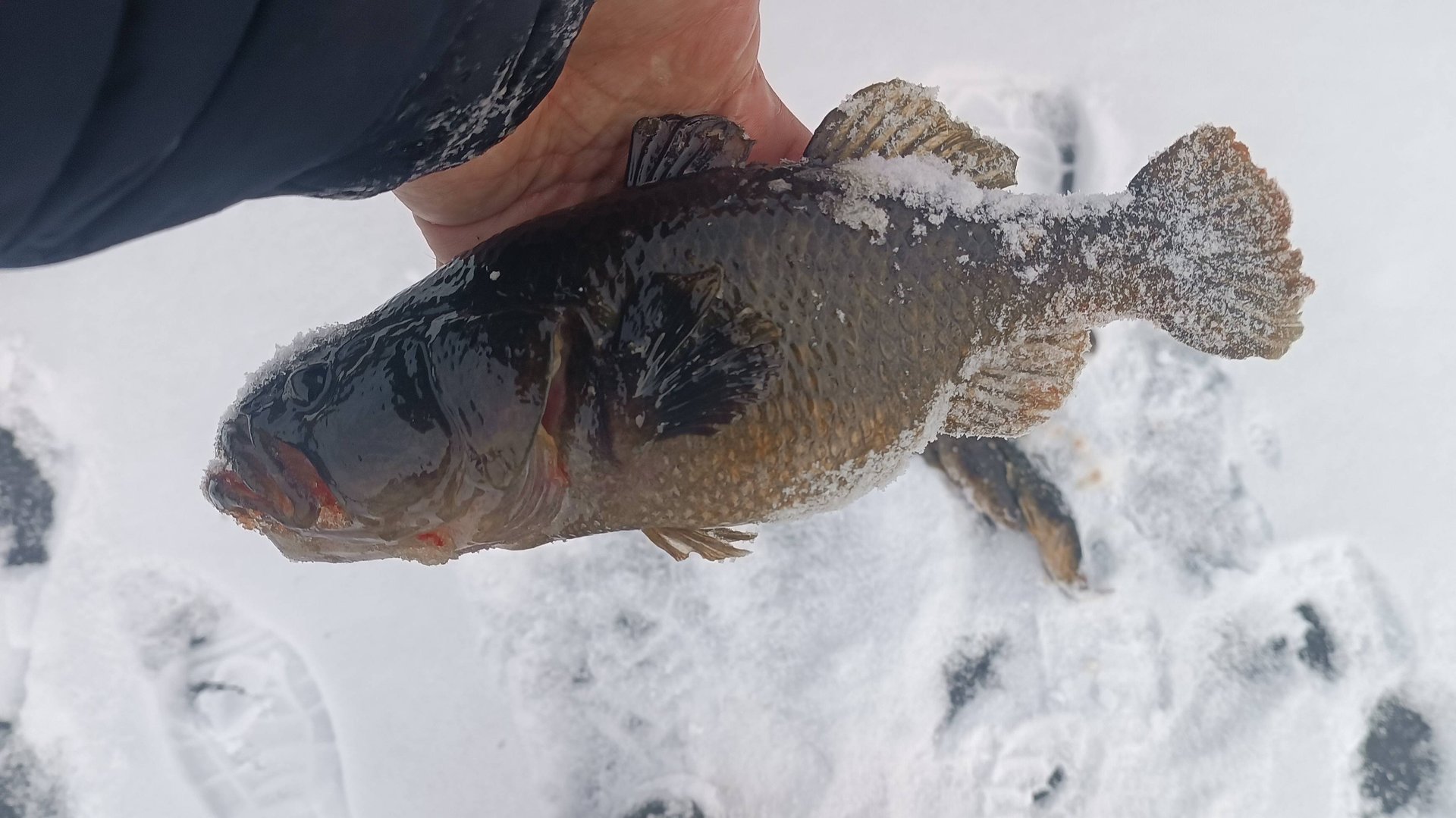 ЖОР РОТАНОВ МОНСТРОВ! ФЛАЖКИ ВЗЛЕТАЮТ ОТ ПОКЛЕВОК БОЛОТНЫХ КАБАНОВ!