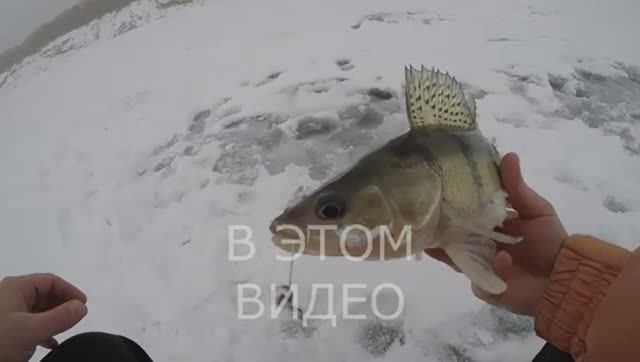 Берш зимой. Тактика ловли.