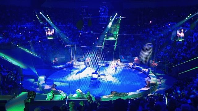 Коронный номер с тиграми.🐯 Цирк 🎪 2025