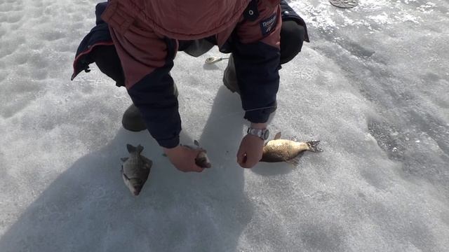 Карась по последнему льду. Бешенный клёв карася .