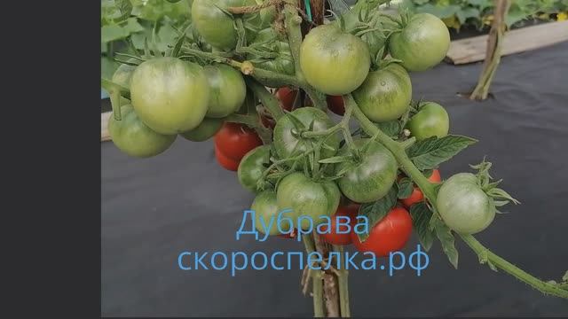 "Дубрава". Семена старого, урожайного сорта томата из СССР. Селекции Алпатьева А.В.