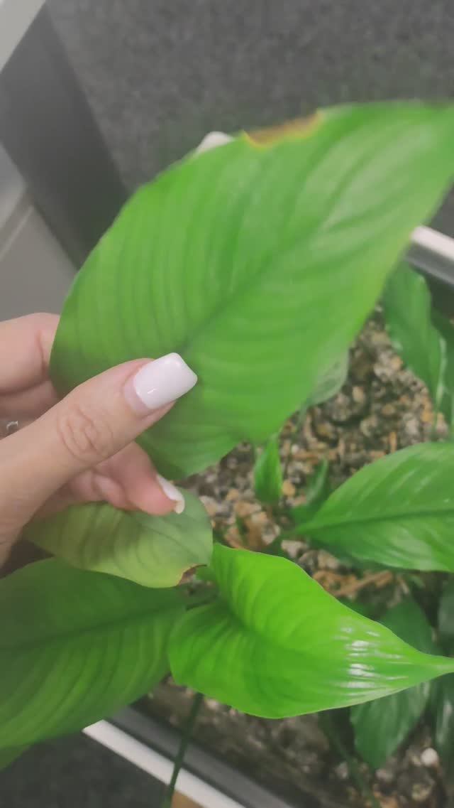 Почему у СПАТИФИЛЛУМА чернеют листья?