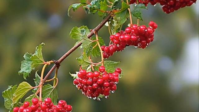 Расцвела Калина❄️❤️❄️❤️❄️❤️