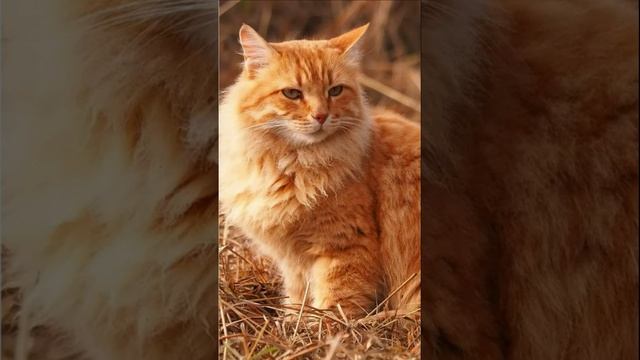 Умиротворяющее Мурлыканье. Уютный мурлыкающий кот. Звук мурчания кошки