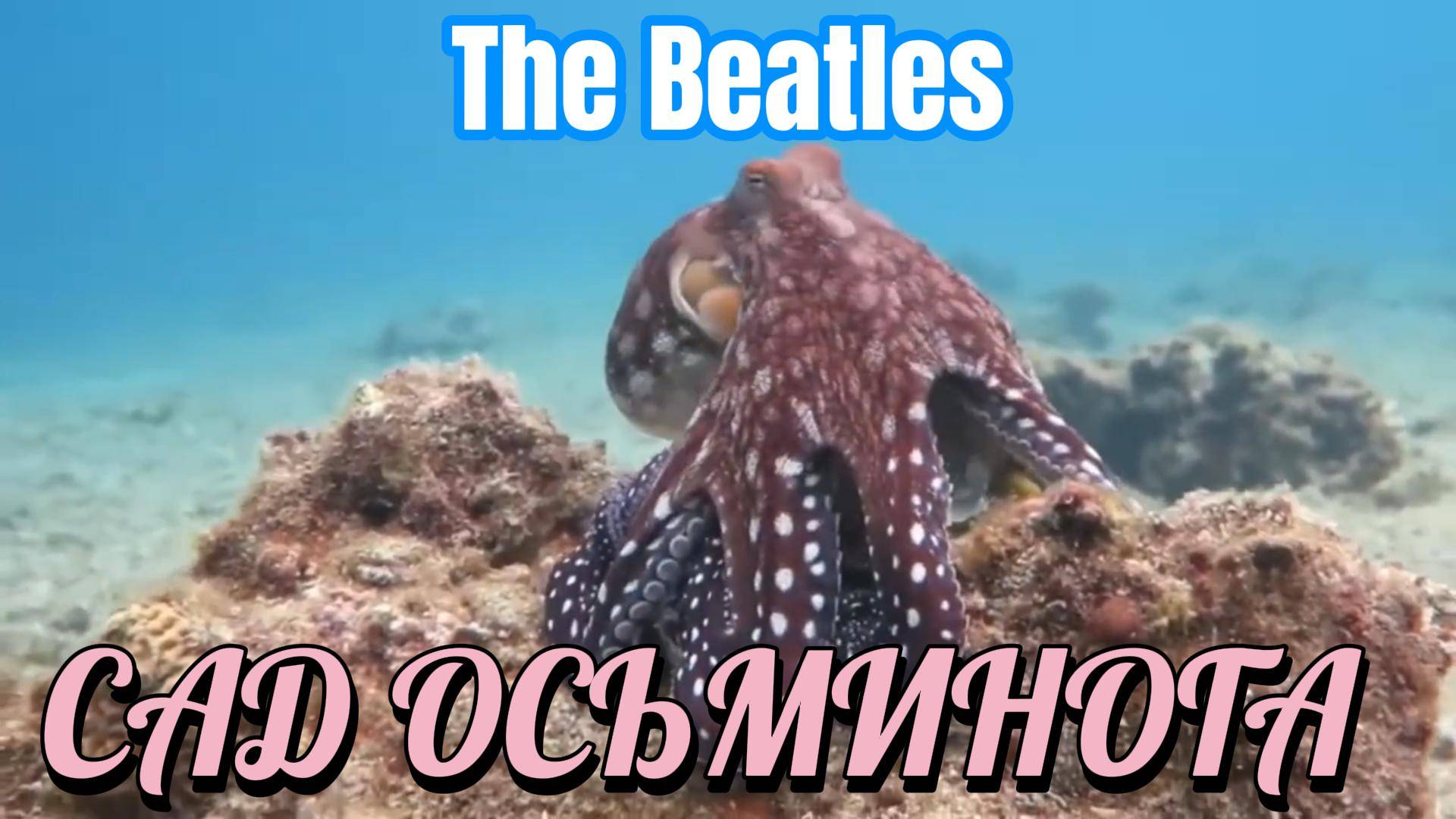 САД ОСЬМИНОГА