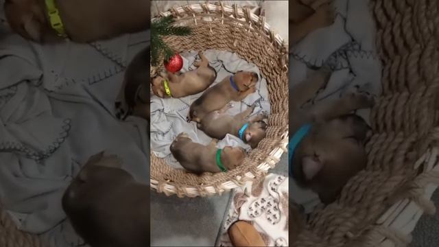 Мальчики - сплюшки, щенки кадебо