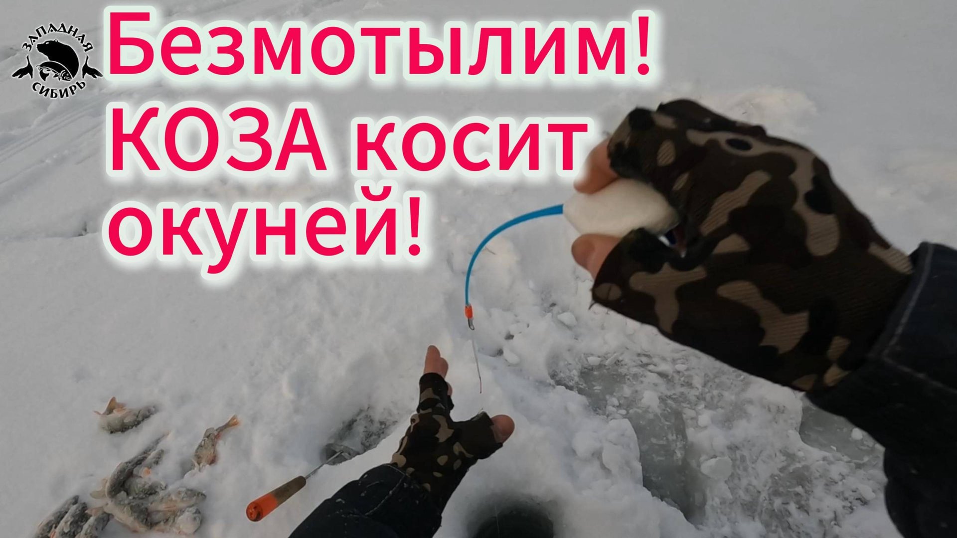 Безмотылим ❗ КОЗА косит окуней 😱