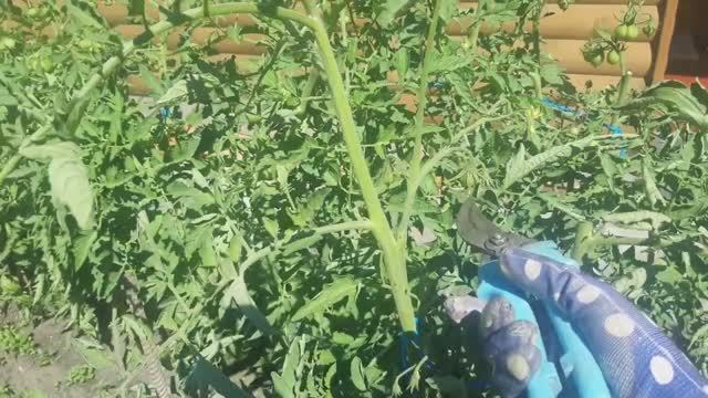 Не зреют помидоры? Тотальный способ! Сделай это обязательно!