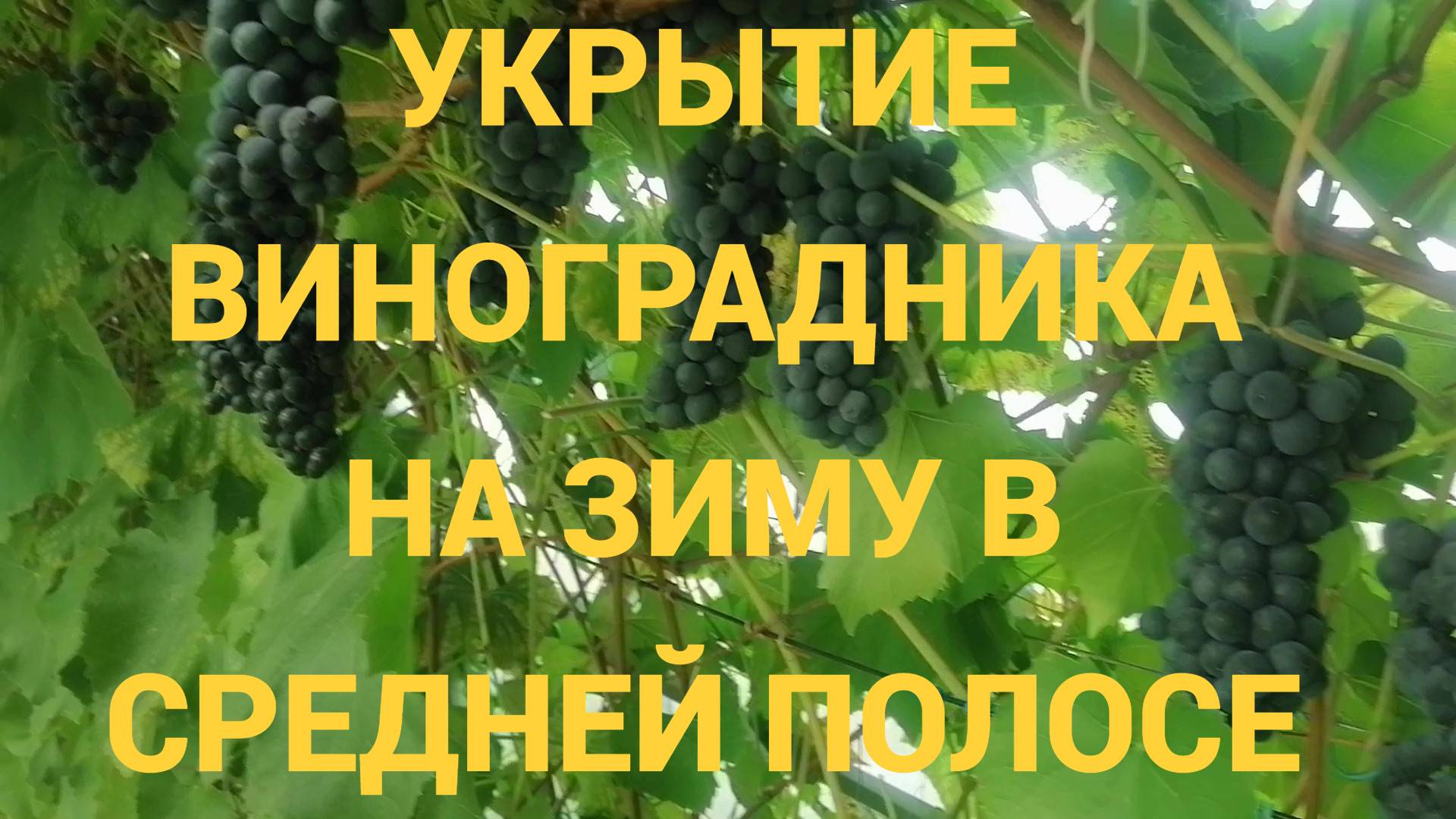 Подготовка виноградника к укрытию. Что делать если выпал снег до укрытия.