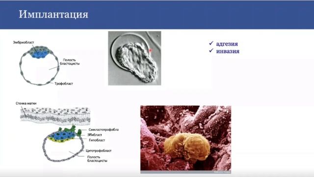 Лекция 2. Цитология | Егорова А.В.